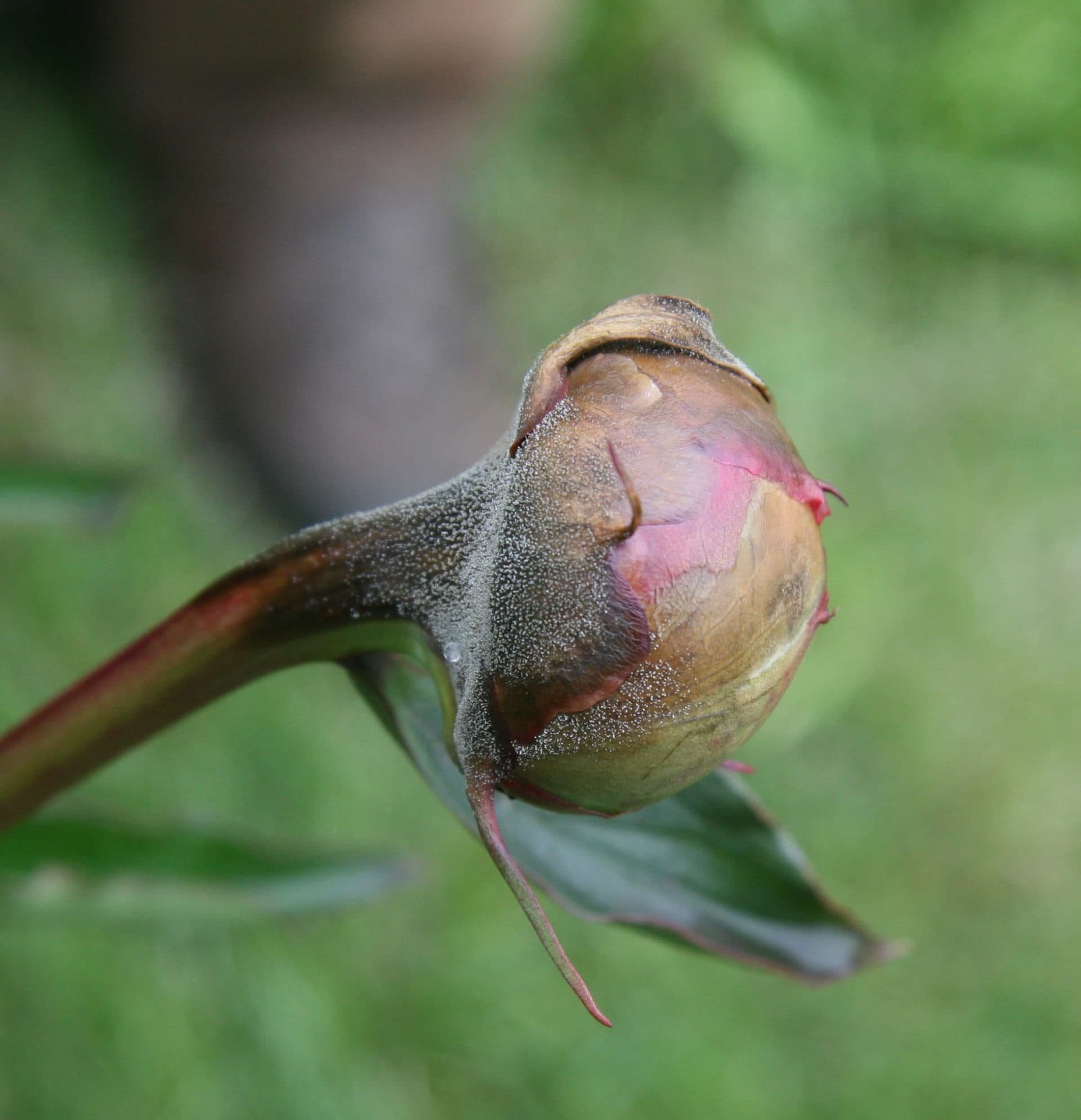 Peonies as field grown cut flowers in Alaska – The Peony Society