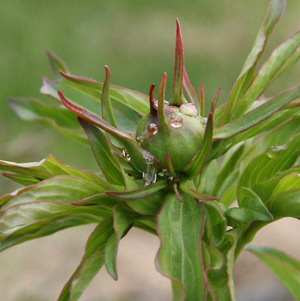 Peonies as field grown cut flowers in Alaska – The Peony Society