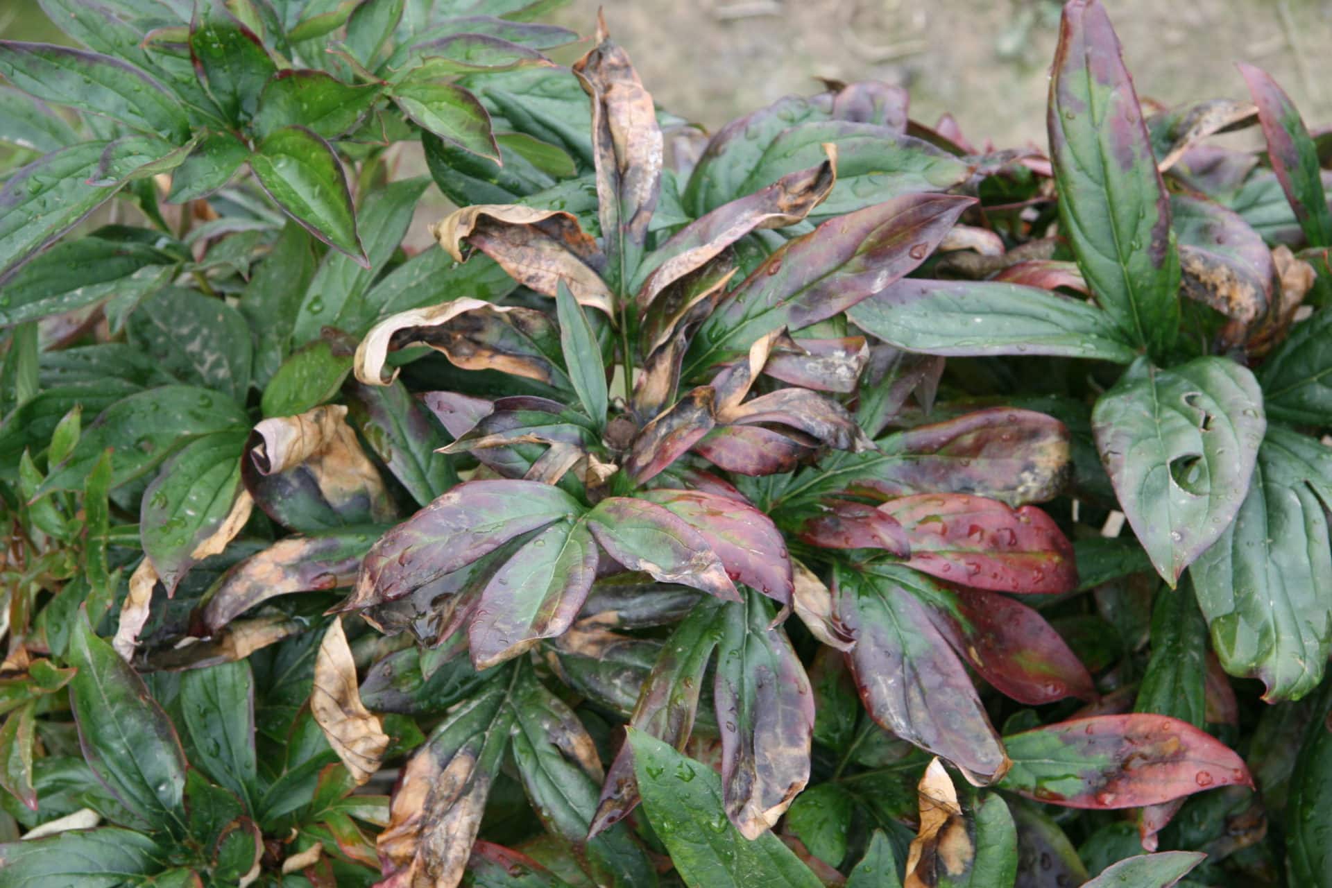 Peonies as field grown cut flowers in Alaska – The Peony Society