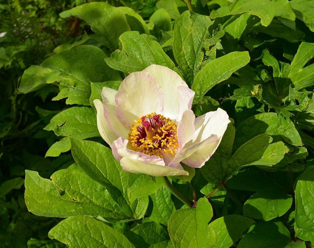 Paeonia daurica – The Peony Society