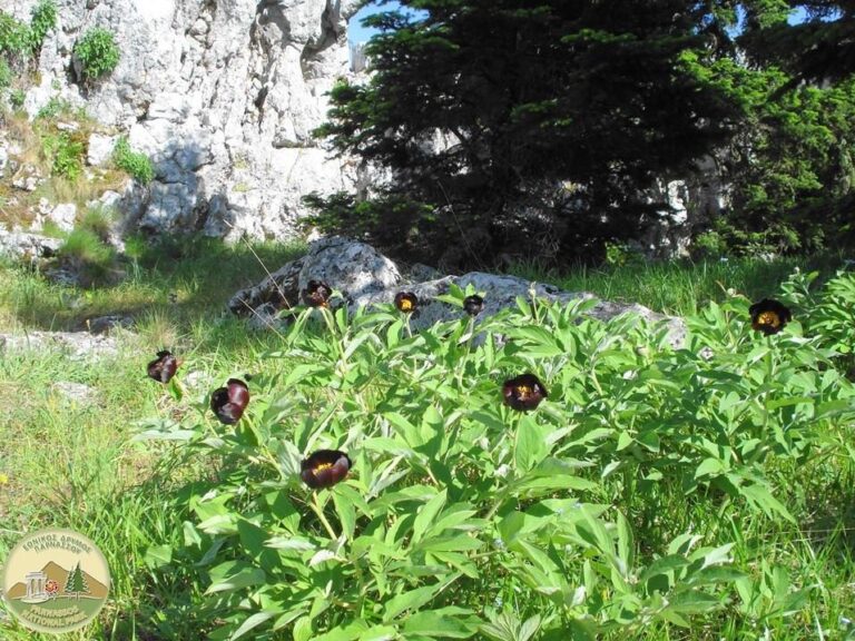 Paeonia parnassica – The Peony Society