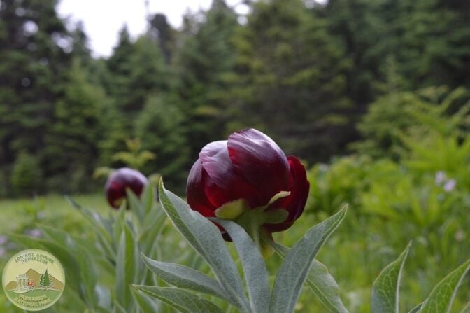 Paeonia parnassica – The Peony Society