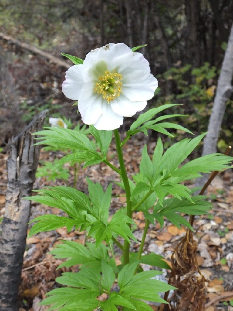Paeonia sterniana – The Peony Society