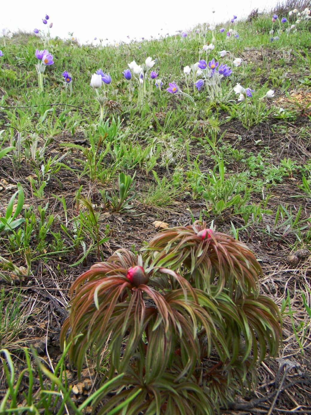 ssp hybrida – The Peony Society