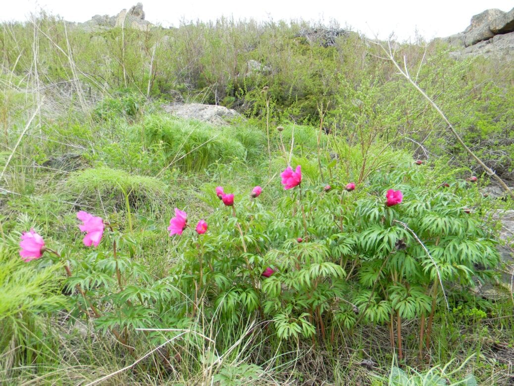 ssp hybrida – The Peony Society