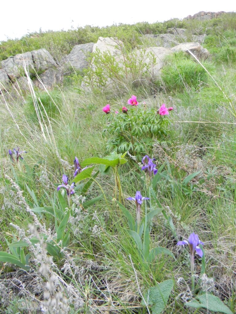 ssp hybrida – The Peony Society