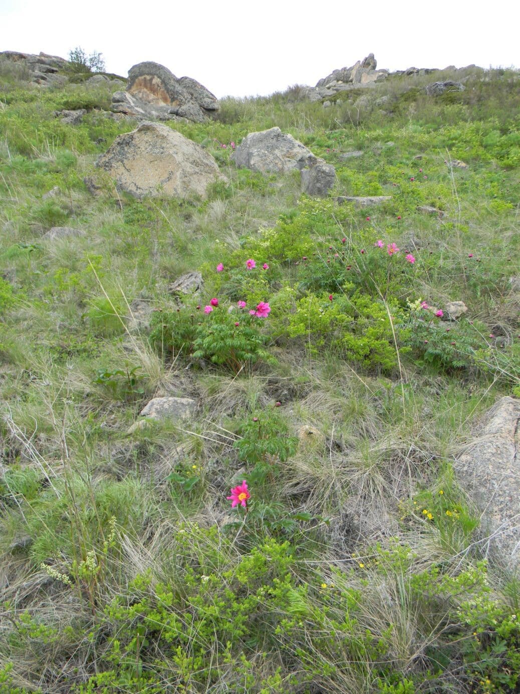 ssp hybrida – The Peony Society