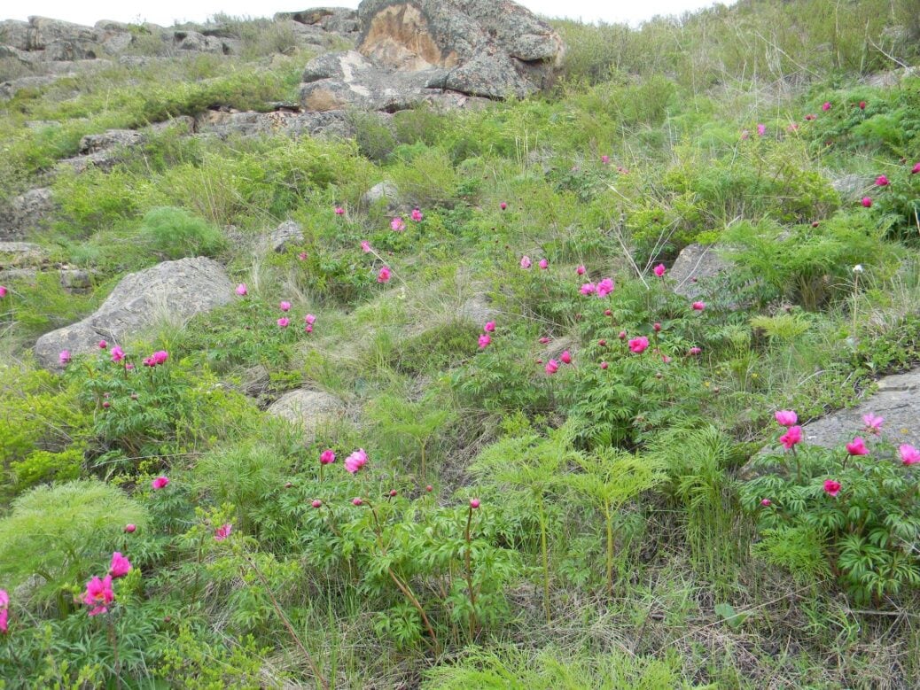ssp hybrida – The Peony Society