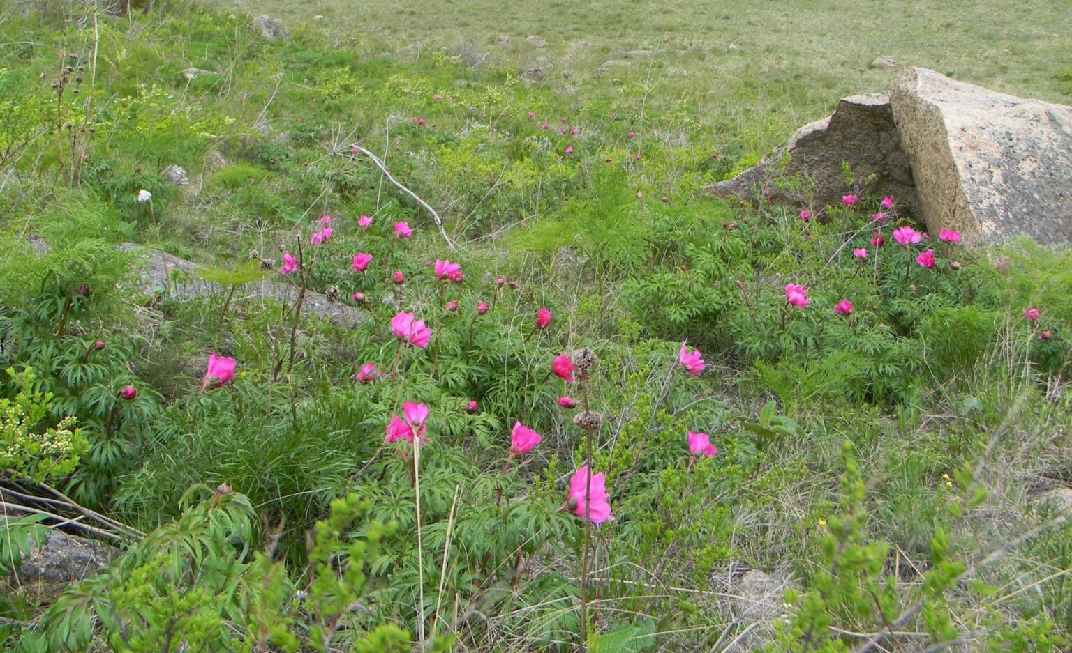 ssp hybrida – The Peony Society