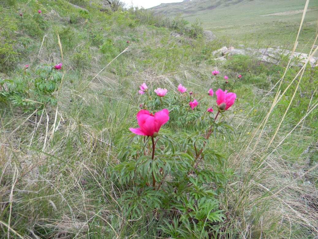ssp hybrida – The Peony Society
