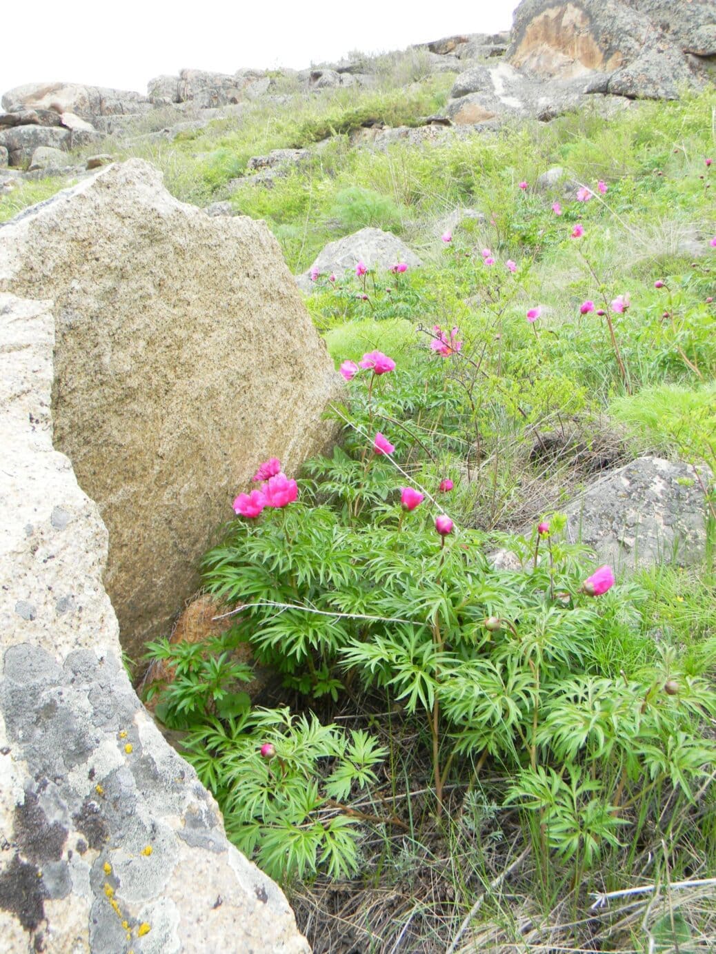 ssp hybrida – The Peony Society