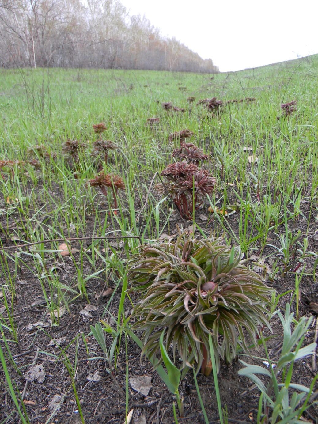 ssp hybrida – The Peony Society