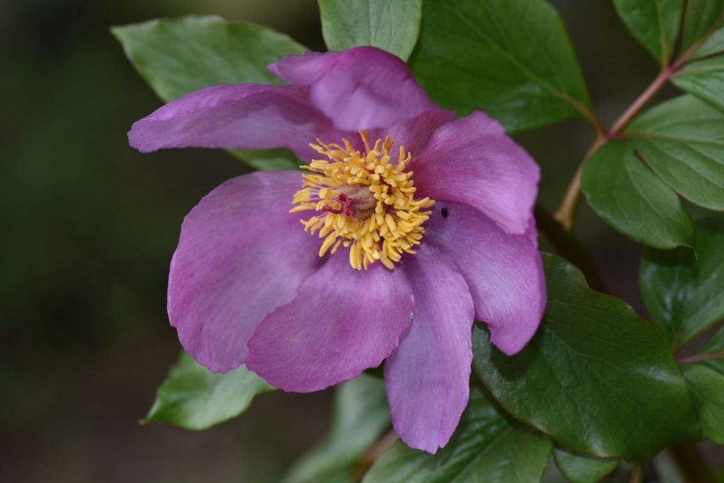 Paeonia mascula – The Peony Society