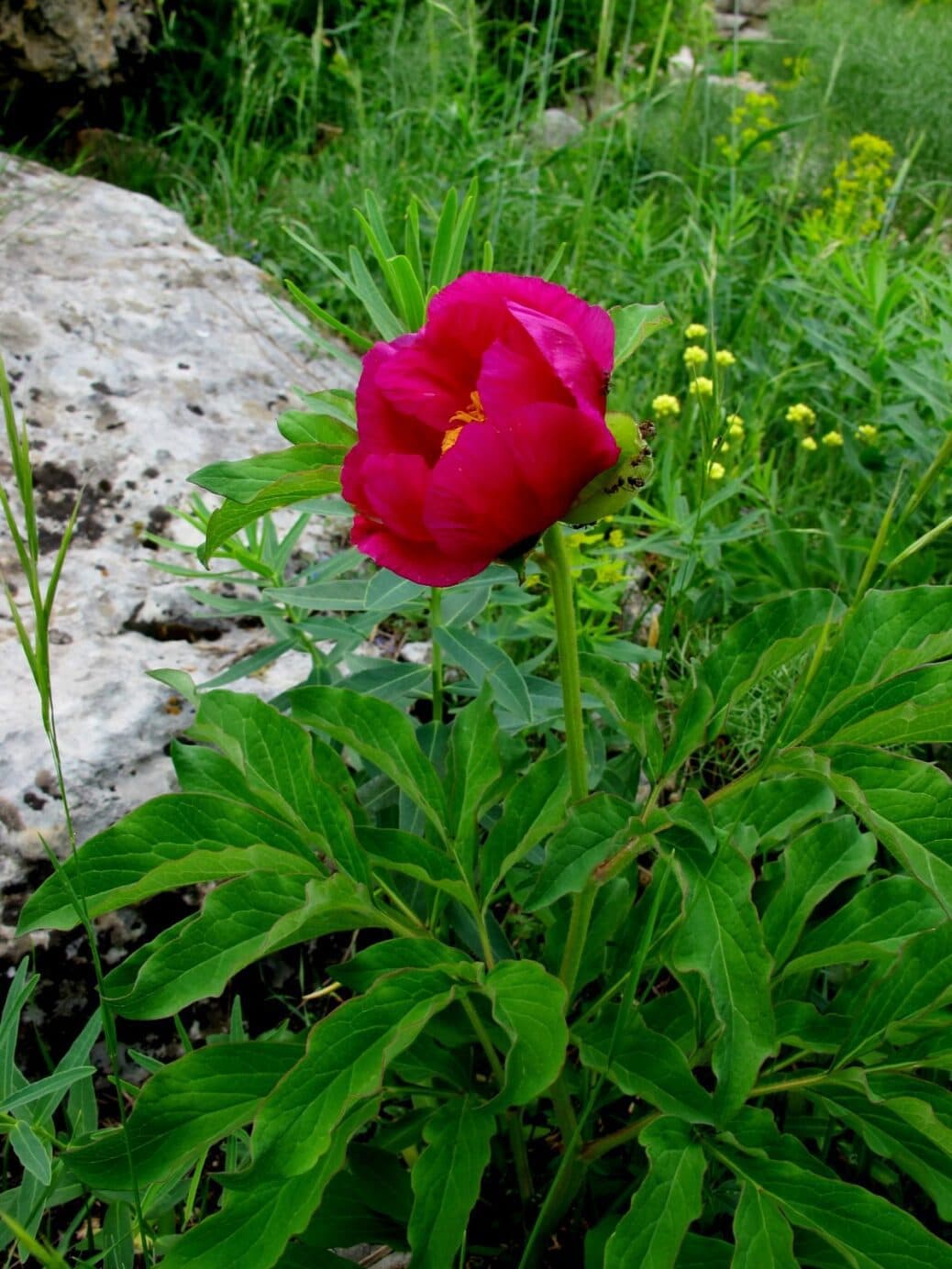Peonies of Turkey – The Peony Society
