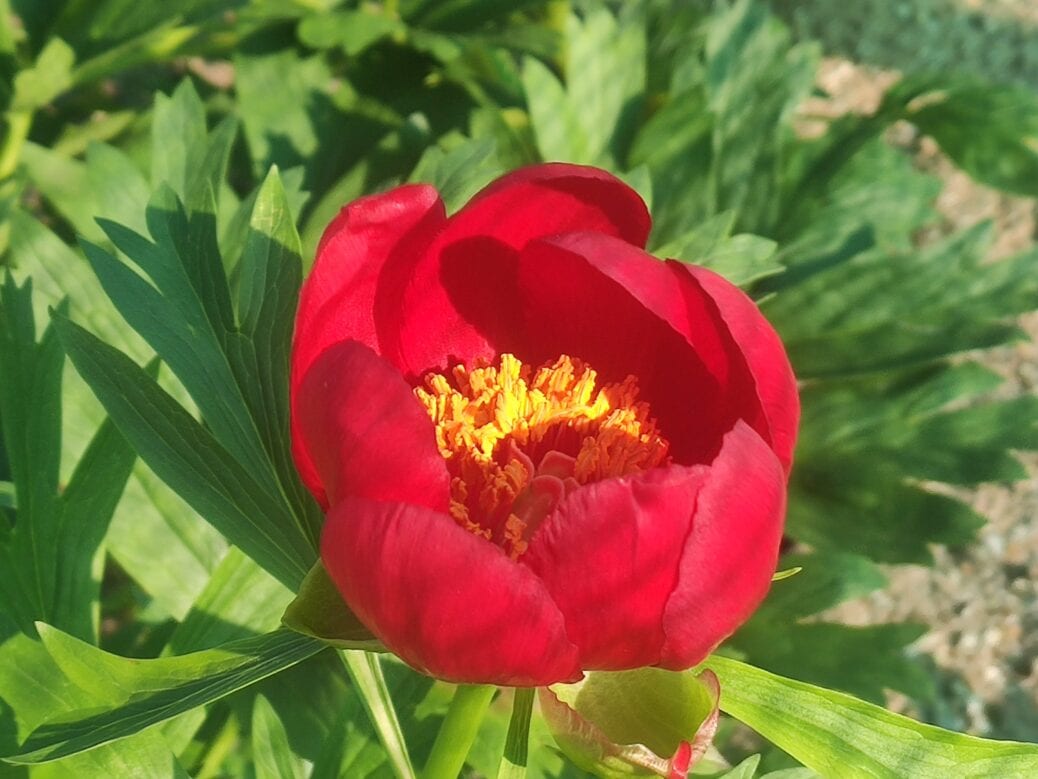 Paeonia peregrina – The Peony Society