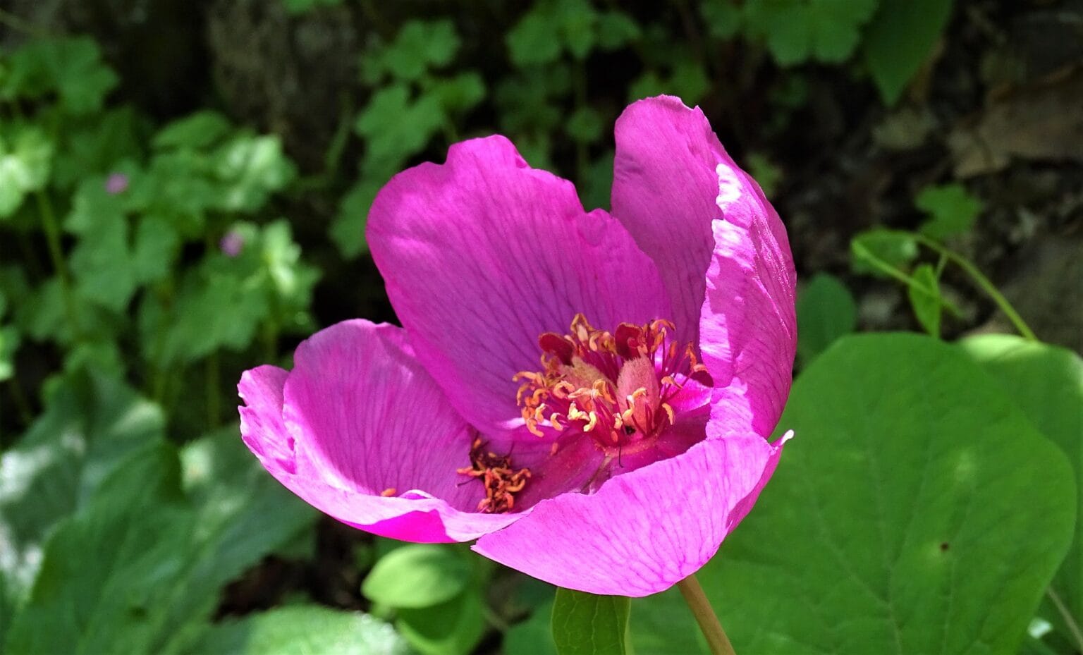 Paeonia daurica – The Peony Society