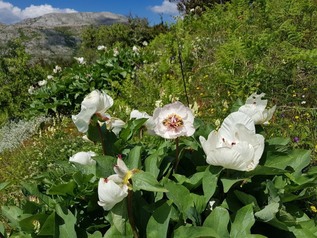 Paeonia mascula – The Peony Society