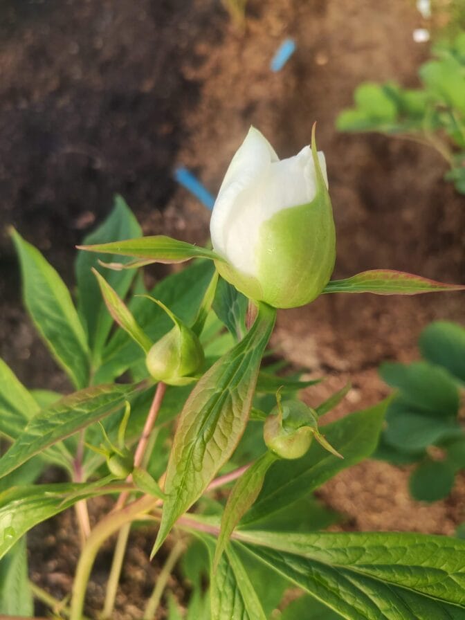 Paeonia emodi – The Peony Society