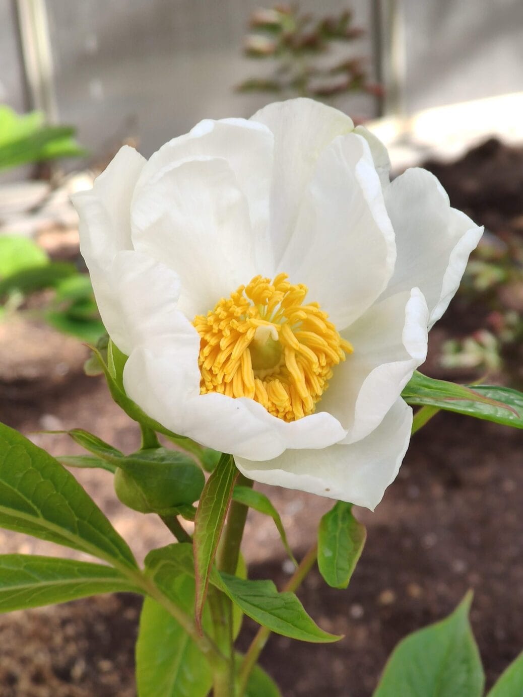 Paeonia emodi – The Peony Society