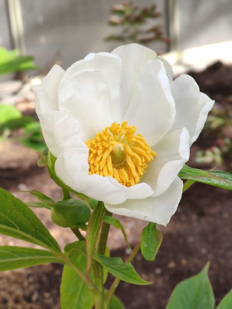 Paeonia emodi – The Peony Society