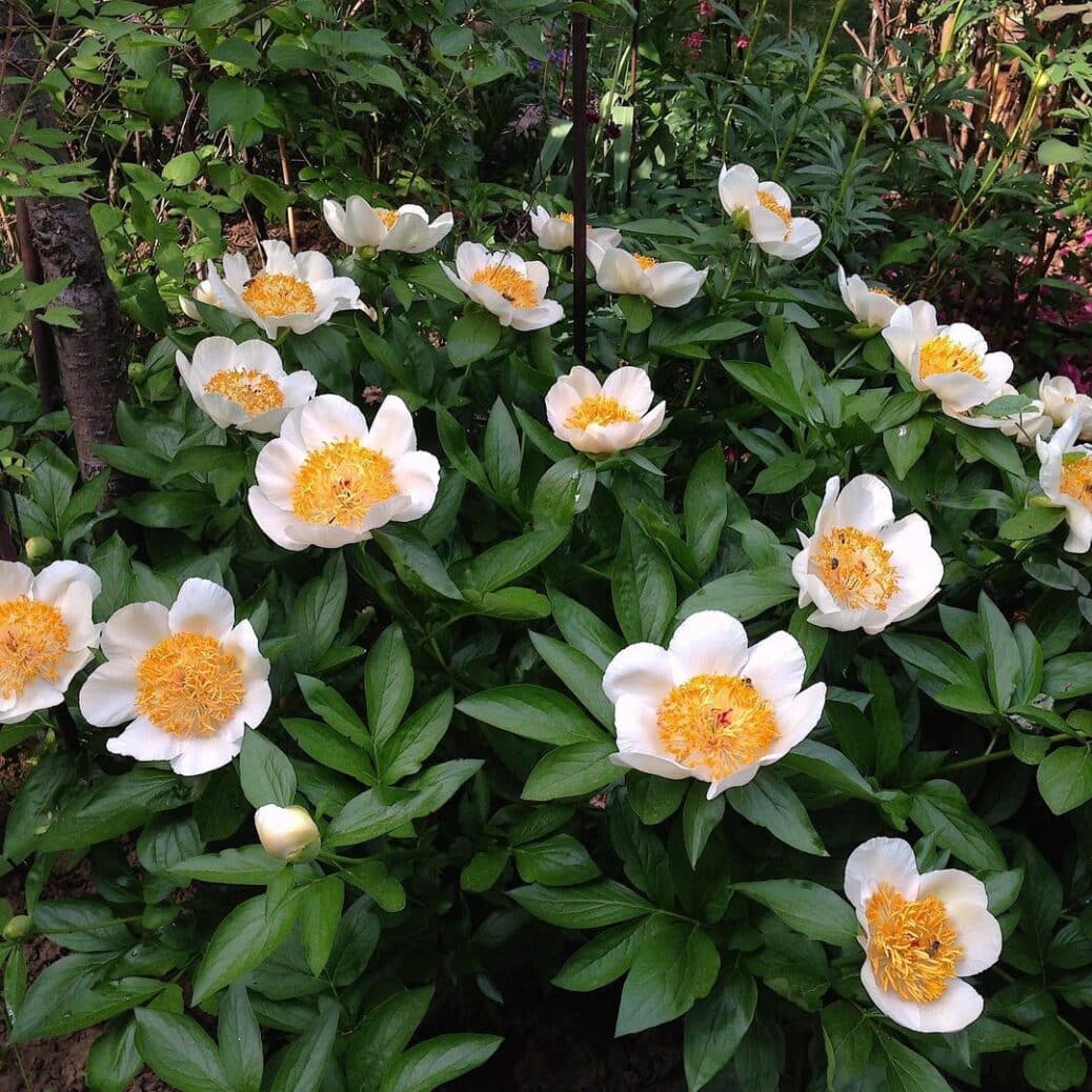 Some Hybrid Peonies (by A.P. Saunders, 1941) – The Peony Society