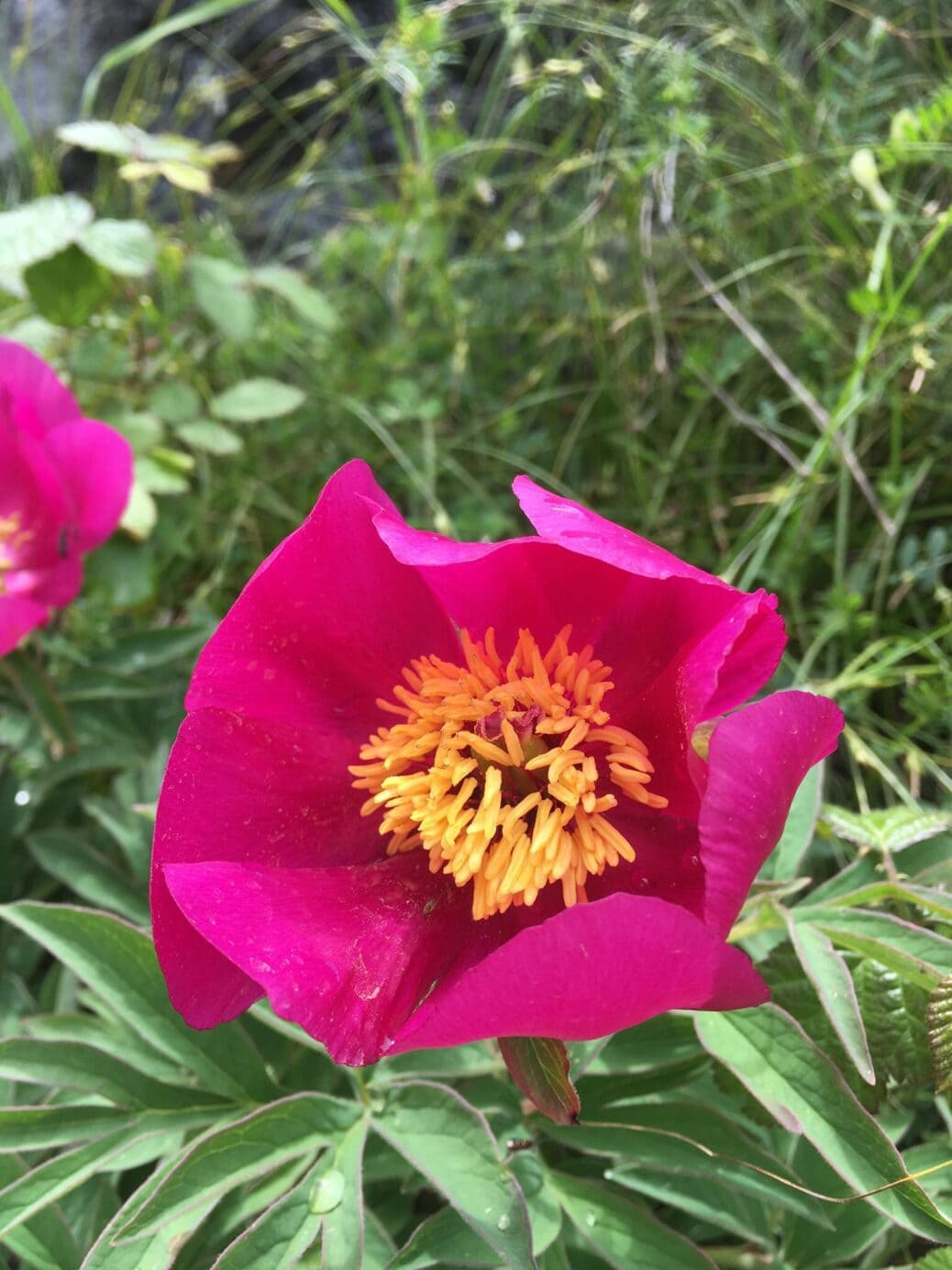 Paeonia officinalis – The Peony Society
