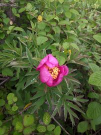 Paeonia officinalis – The Peony Society