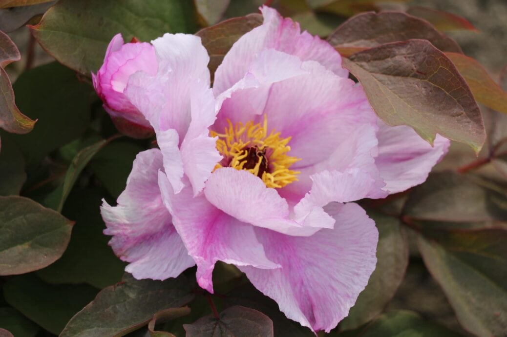 Paeonia qiui – The Peony Society