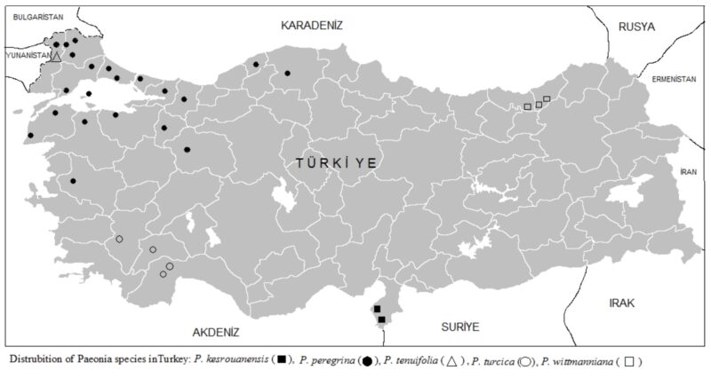 Peonies of Turkey – The Peony Society