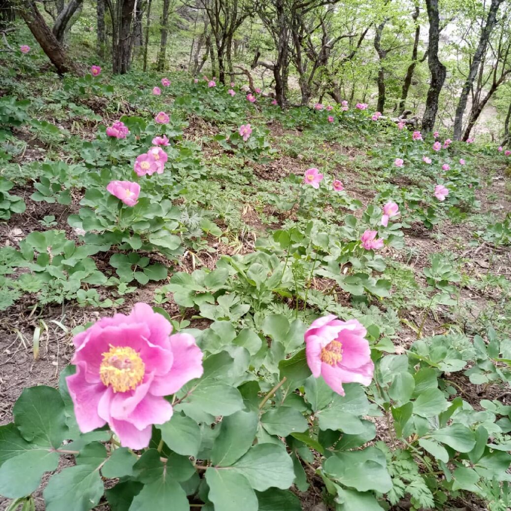 Peonies of the Caucasus and Iran – The Peony Society