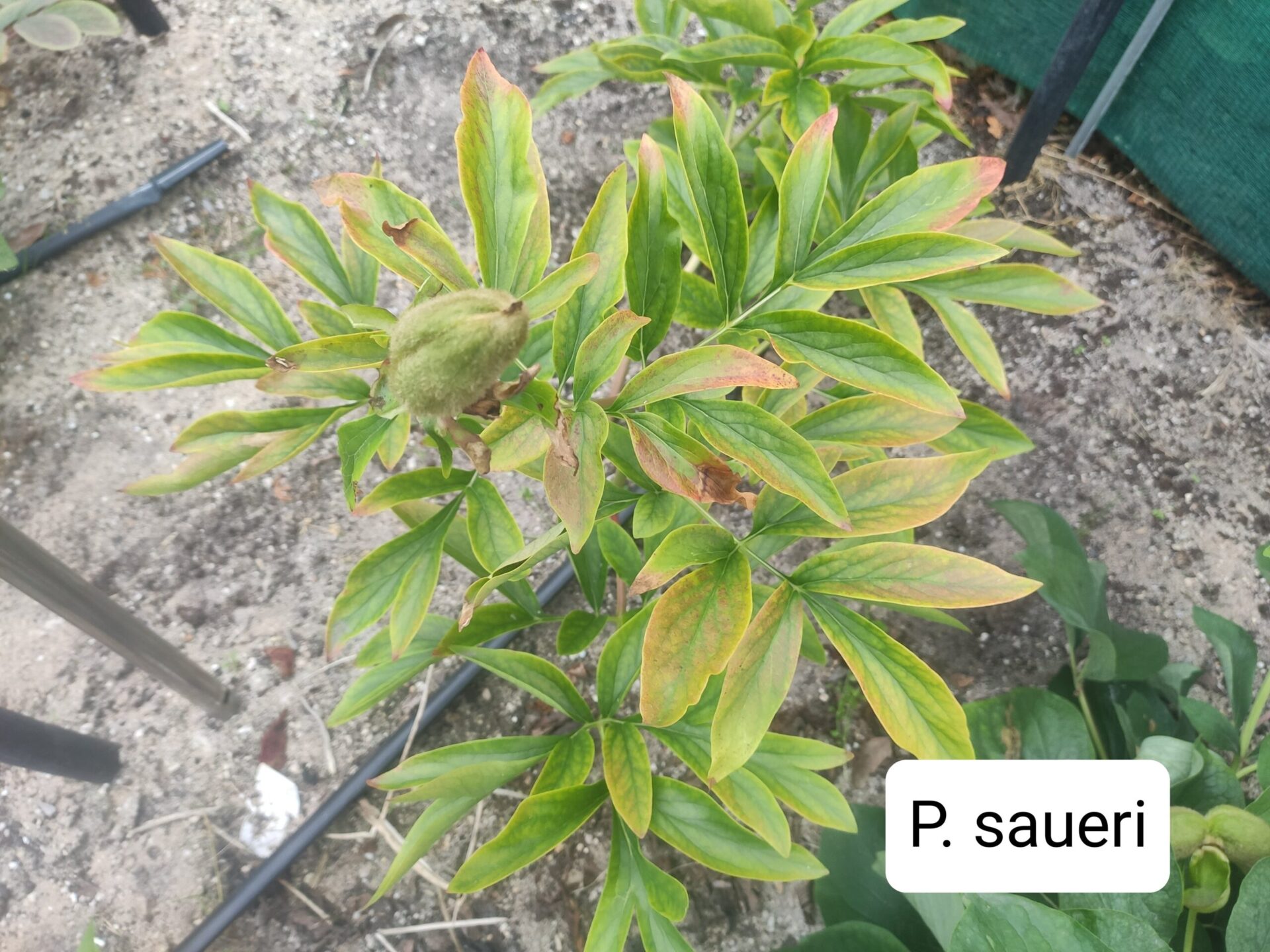 Drought tolerant peony species – The Peony Society