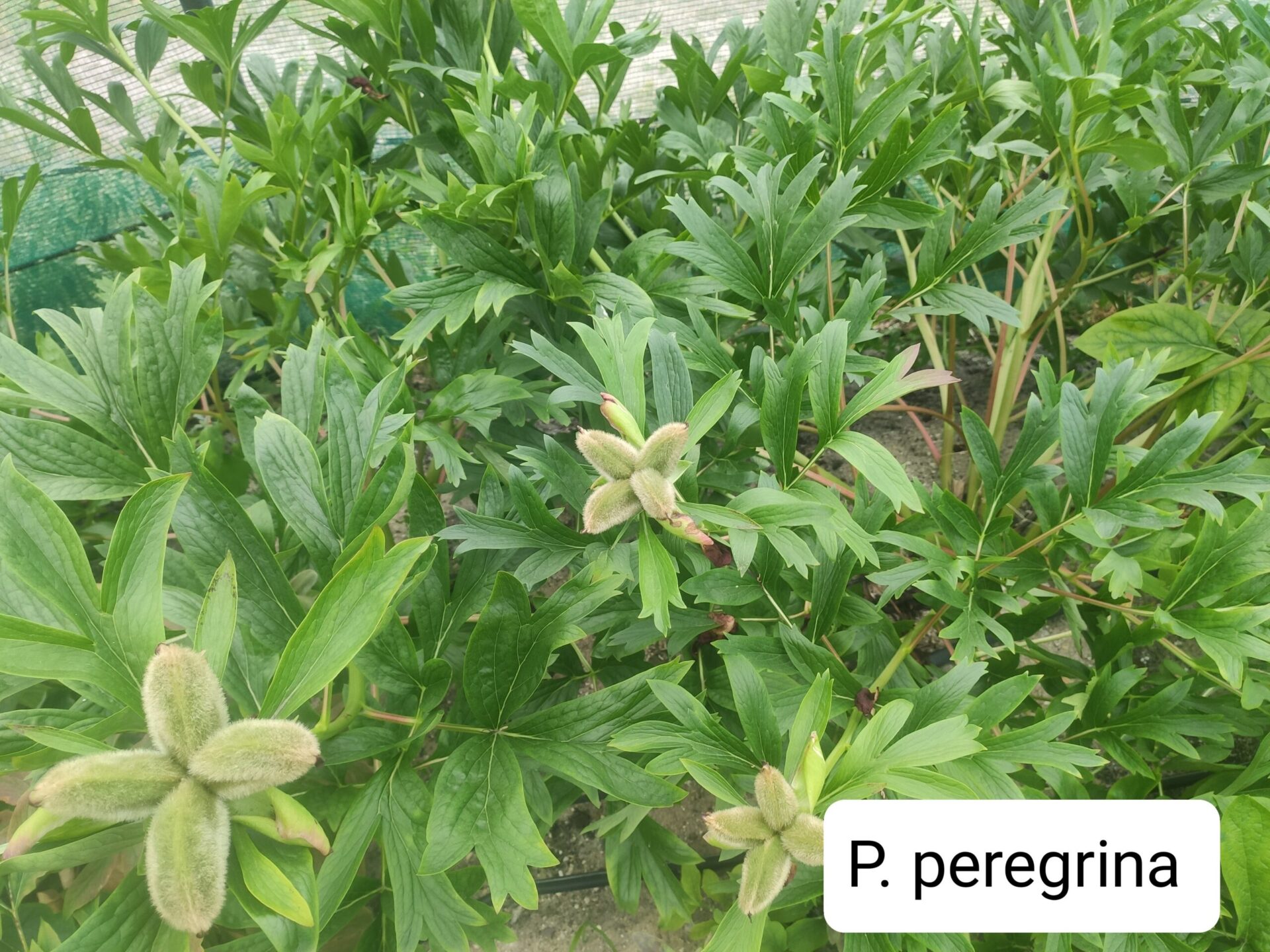 Drought tolerant peony species – The Peony Society