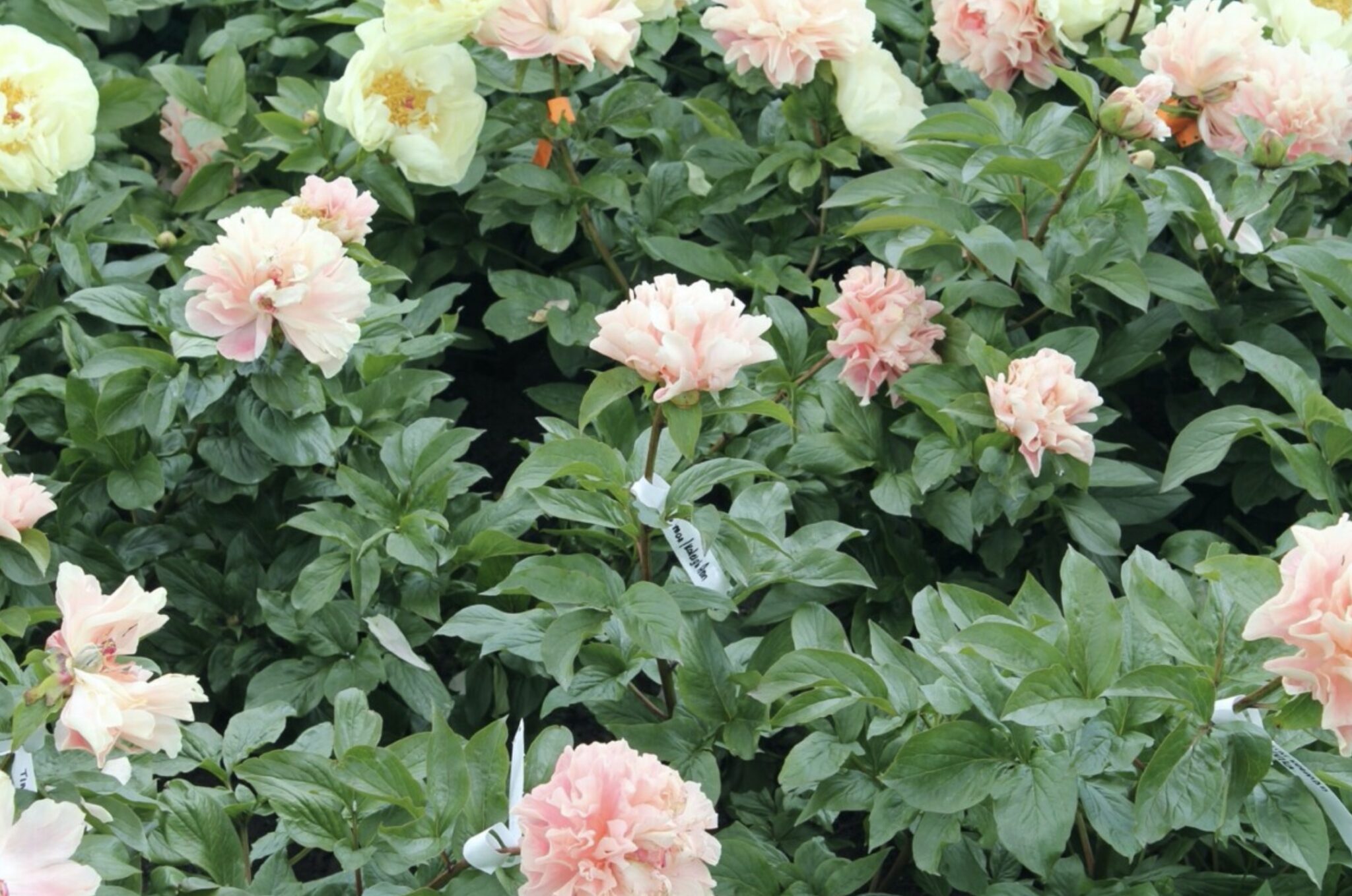 Investing in exclusive peony cultivars: the Scholten brothers – The ...