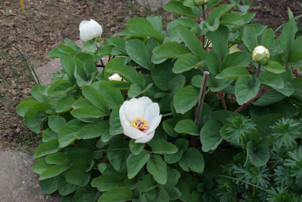 SPIN plants – The Peony Society
