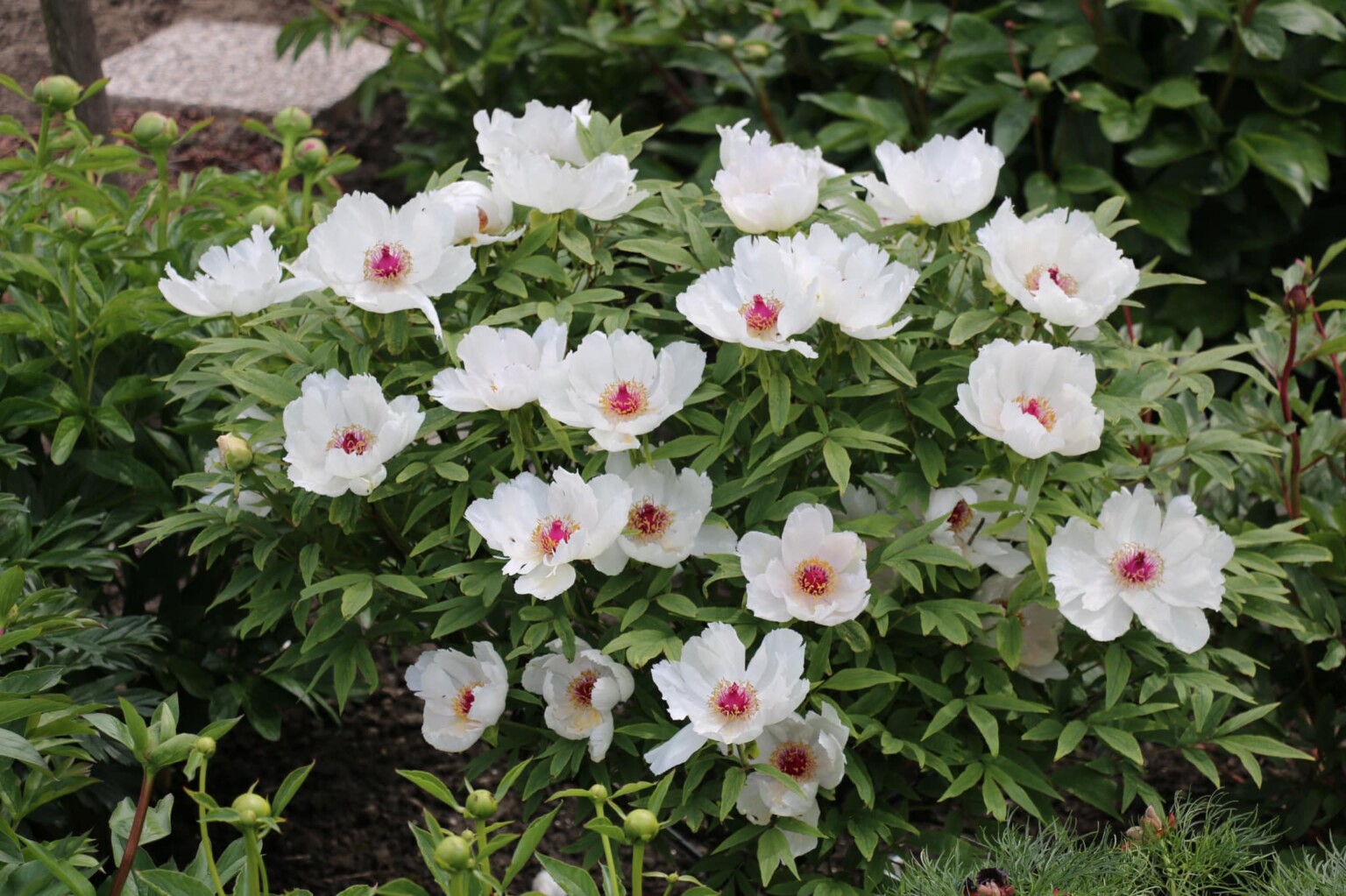 What paeonia species is this? Key to the species of peony. – The Peony ...