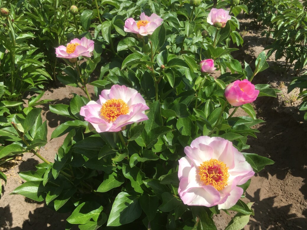 How to grow peonies – The Peony Society