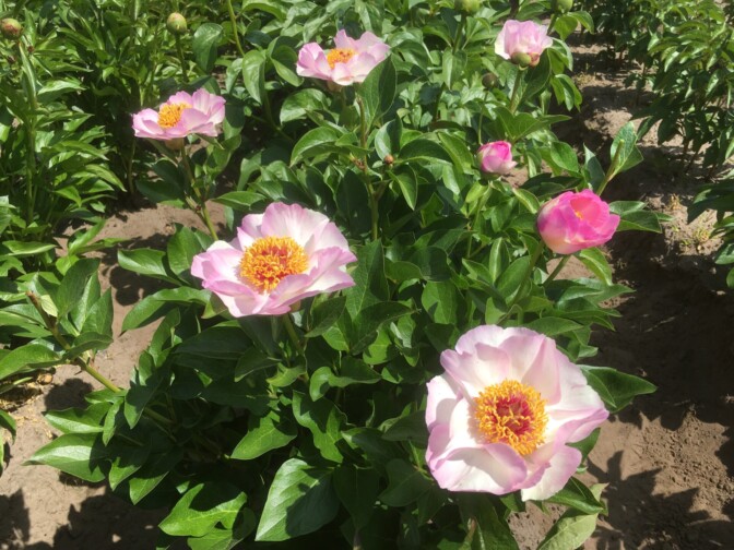 How to grow peonies – The Peony Society