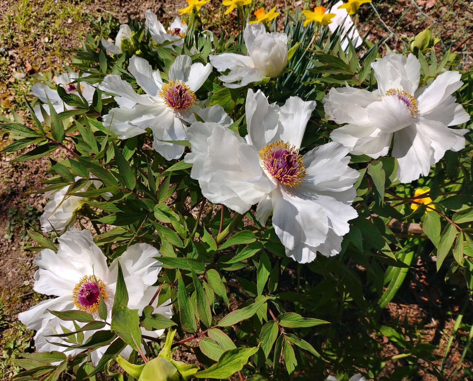 What paeonia species is this? Key to the species of peony. – The Peony ...