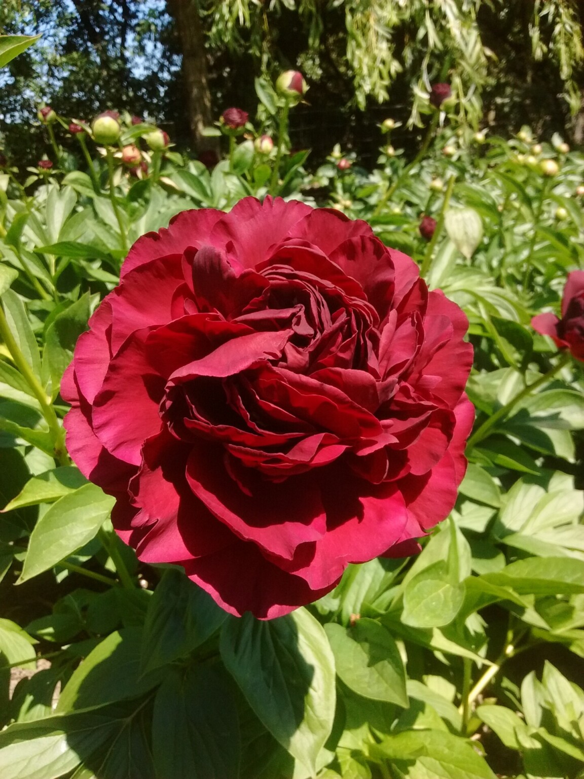 Peonies in warm climates. – The Peony Society