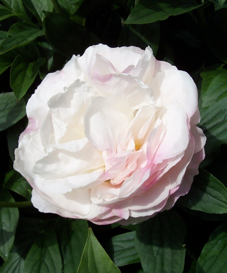 Peonies in warm climates. – The Peony Society