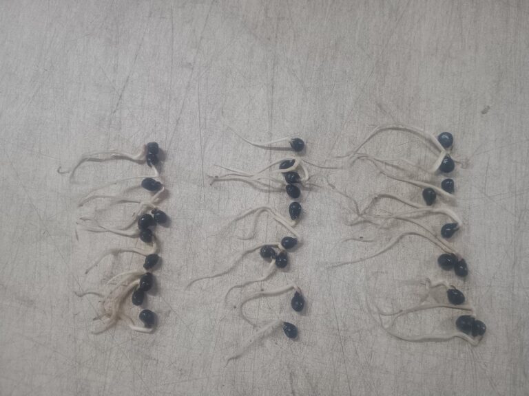 Temperature treatments for peony seed germination – The Peony Society