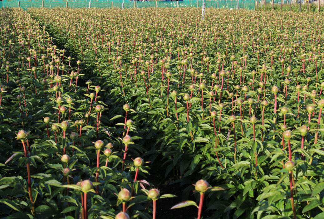 Peony Hybridizers: Warmerdam Ruud – The Peony Society
