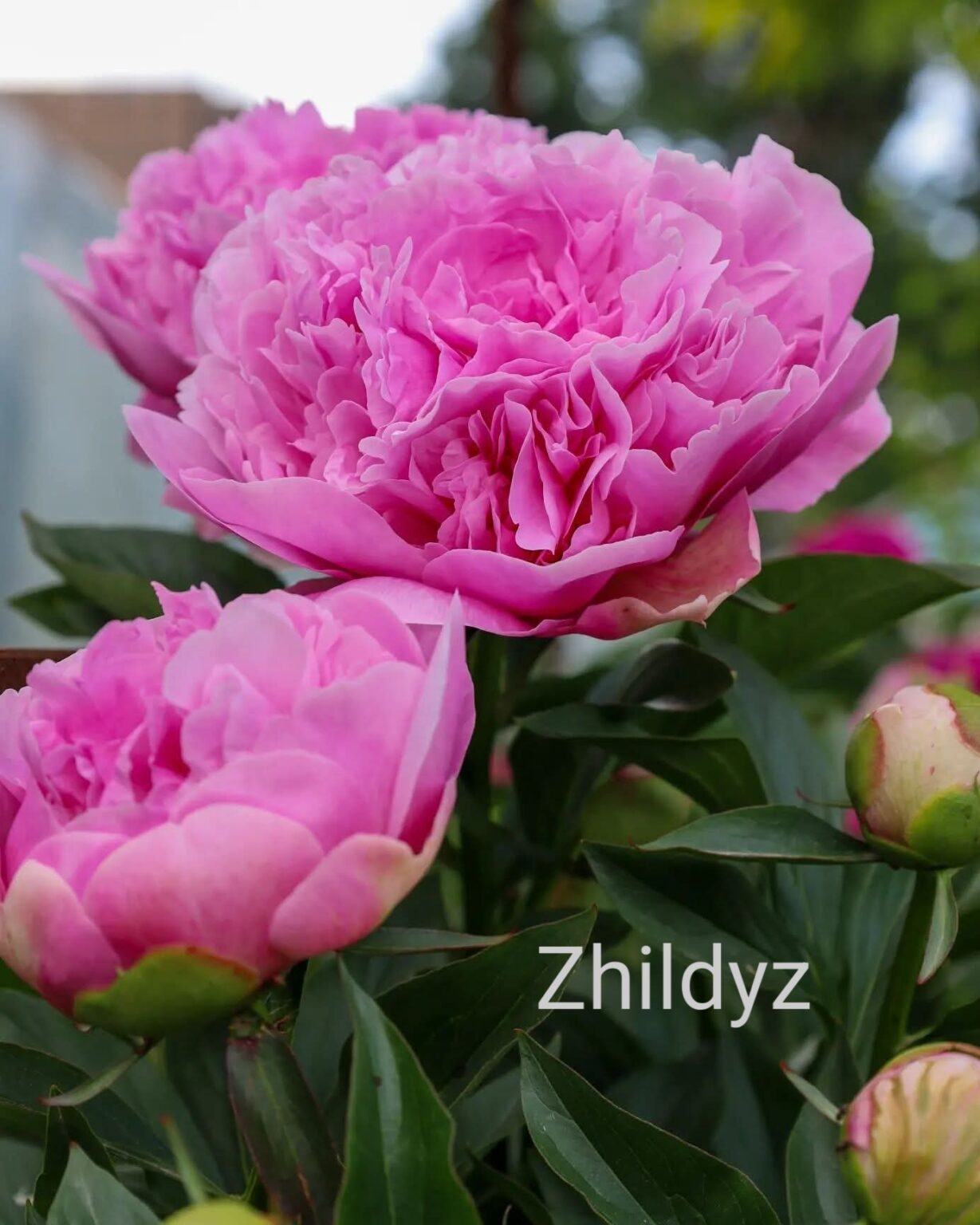Peony Hybridizers: Anokhin Petr – The Peony Society