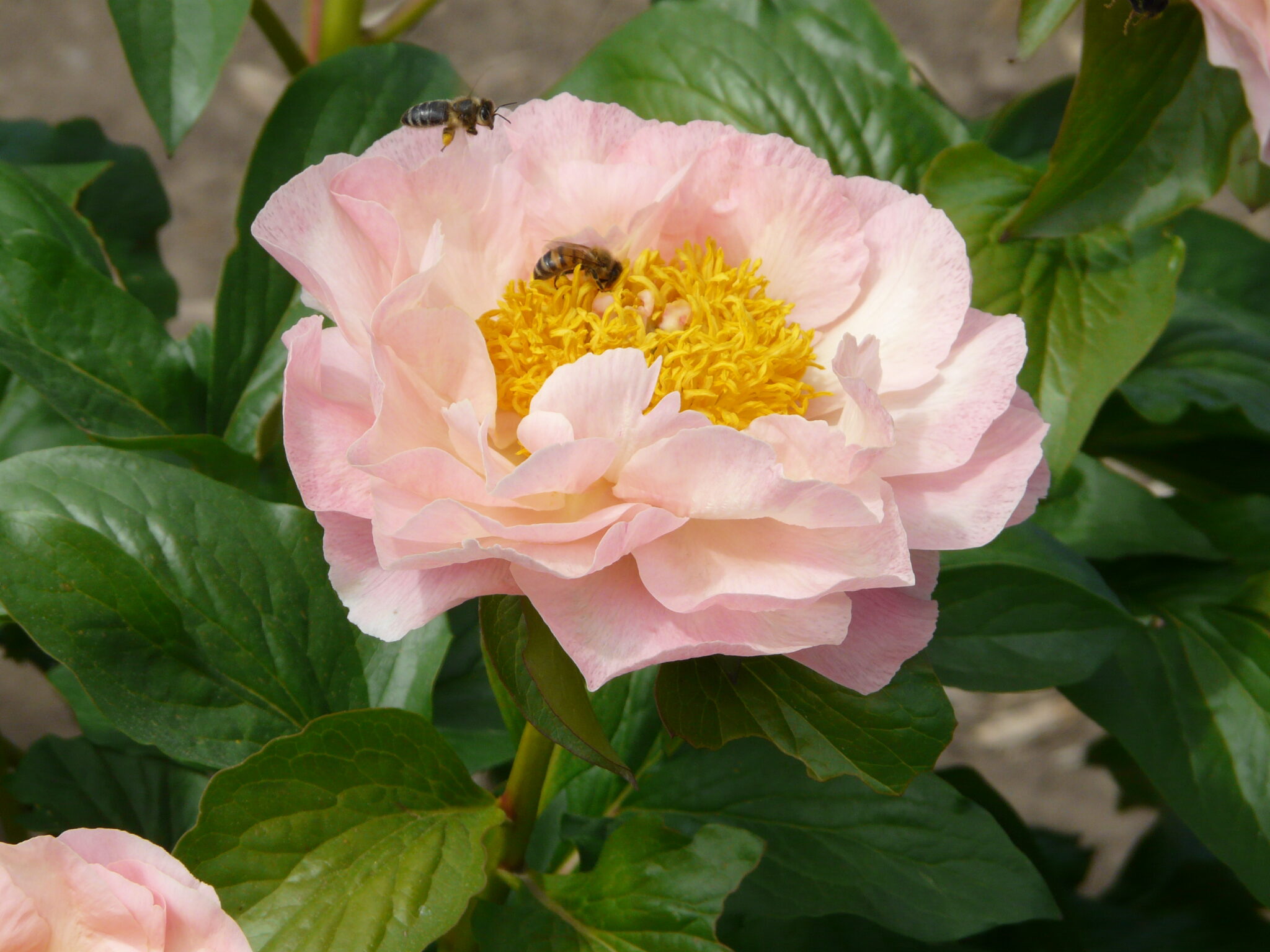 Peony Hybridizers: Giessler Wolfgang and Angelika – The Peony Society