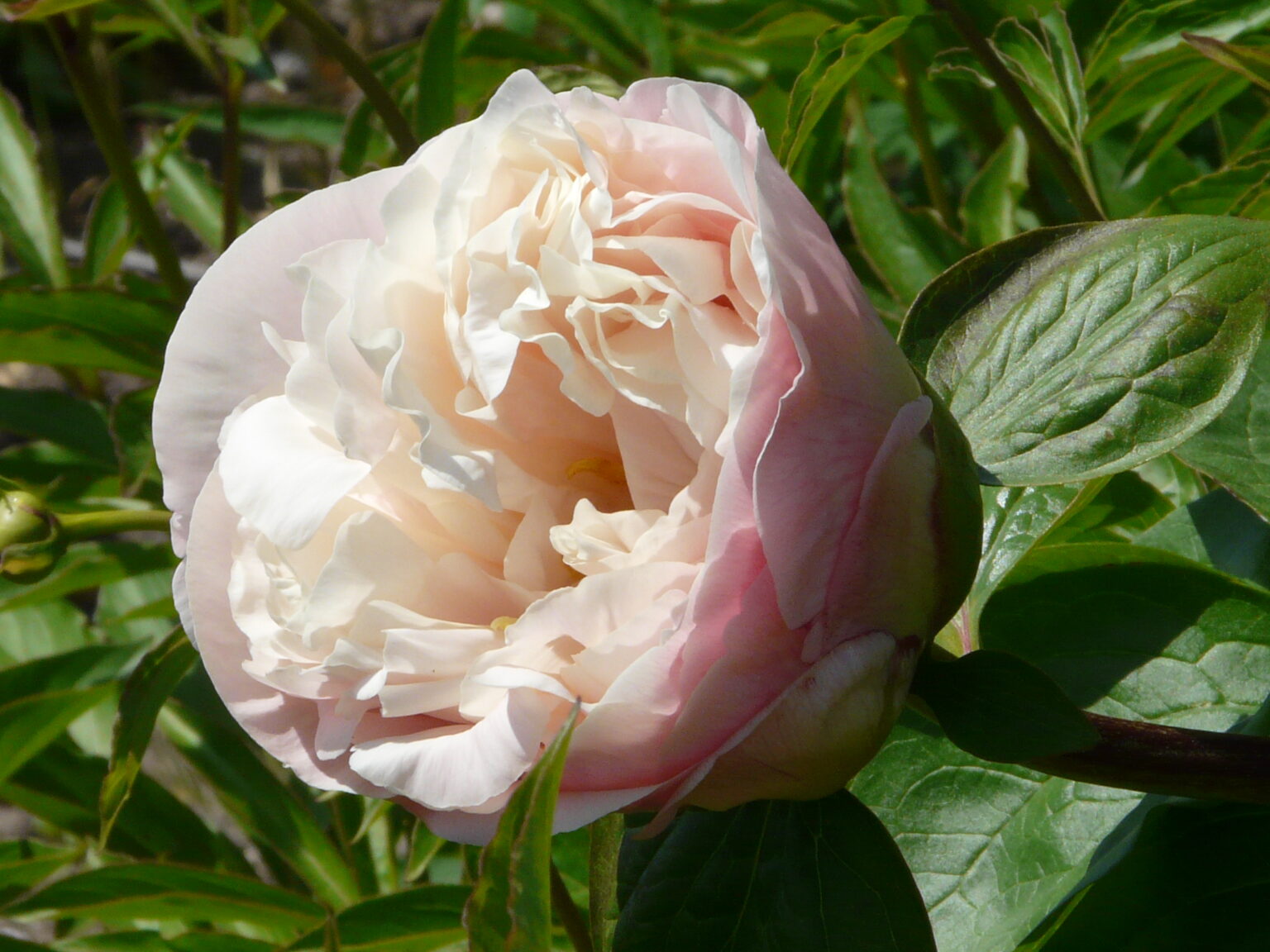 Peony Hybridizers: Giessler Wolfgang and Angelika – The Peony Society