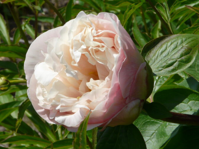 Peony Hybridizers: Giessler Wolfgang and Angelika – The Peony Society