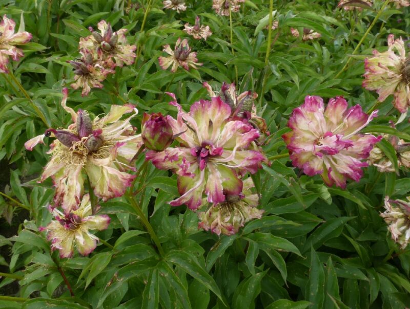 Peony Hybridizers: Wajgert Ewelina – The Peony Society