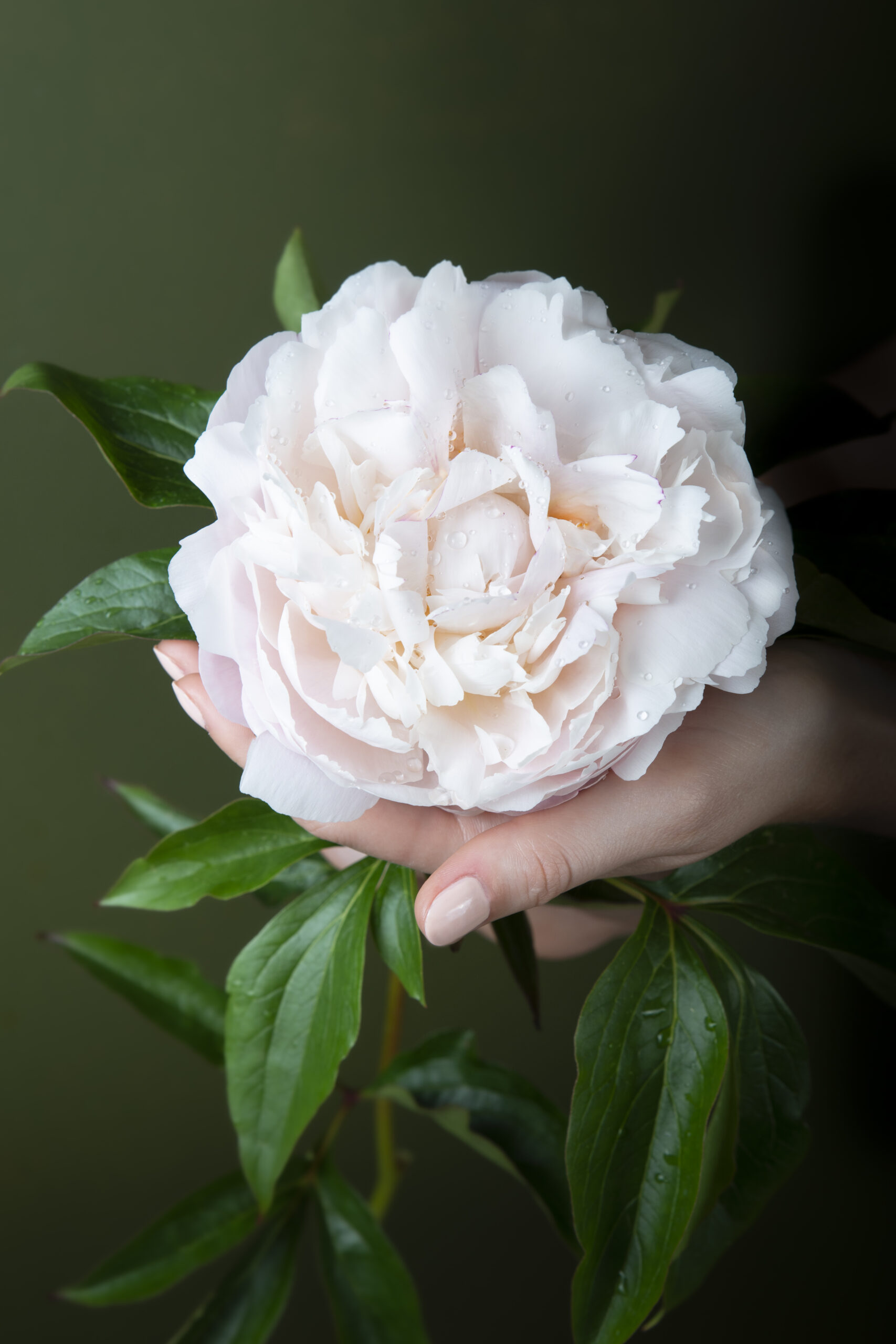 Peony Hybridizers: Bijman Paul – The Peony Society