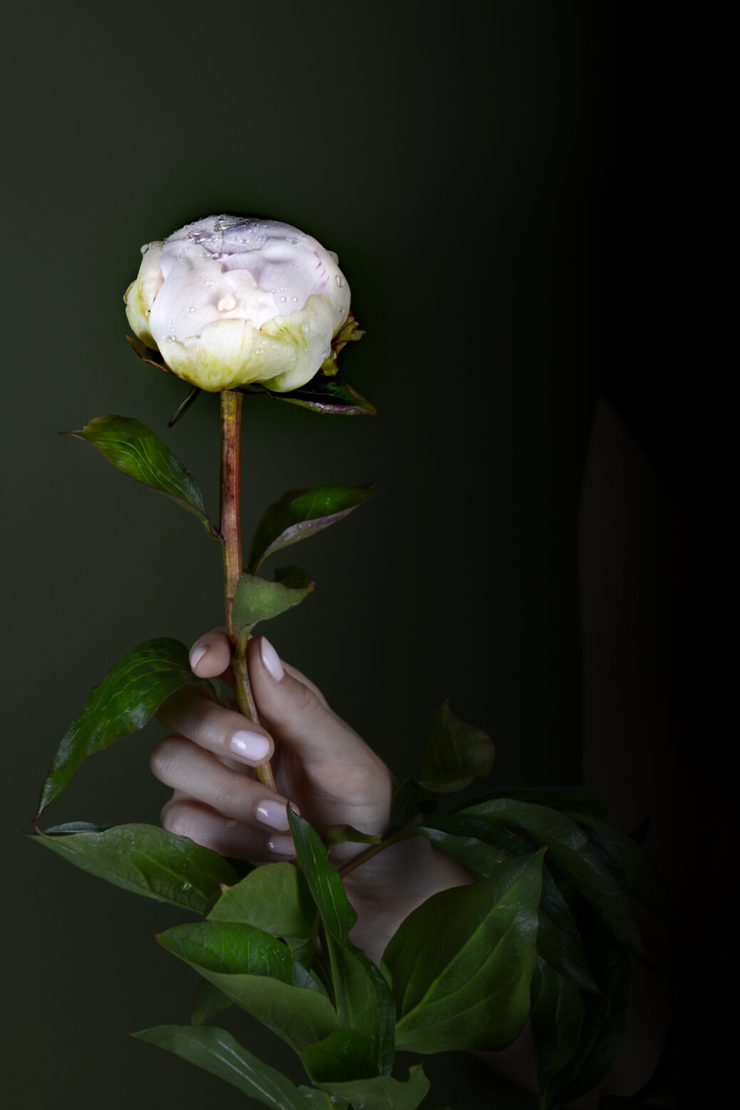 Peony Hybridizers: Bijman Paul – The Peony Society