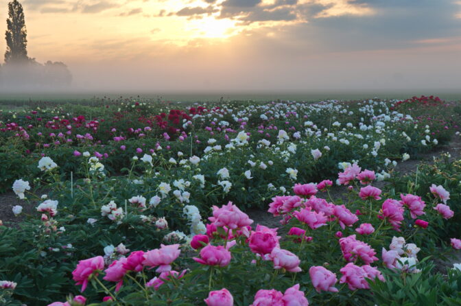 Peony Hybridizers: Giessler Wolfgang and Angelika – The Peony Society